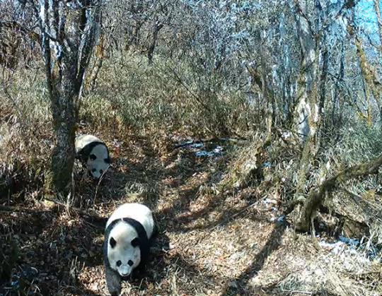 Wild giant pandas frequently captured by cameras in Chengdu Section of ...