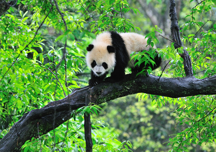 Homeland of Pandas · Tracing Roots in Baoxing | Panda Anyi Goes Back to ...