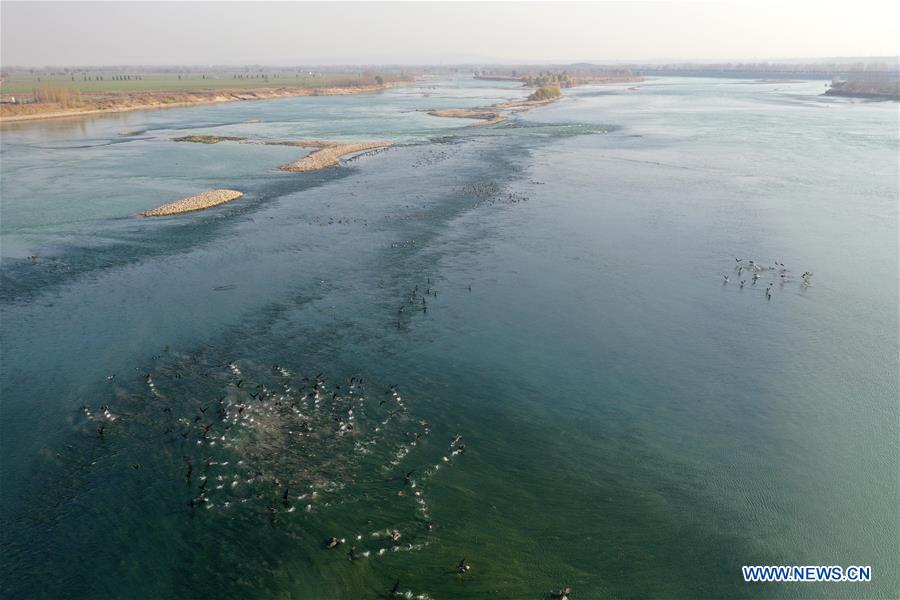 Birds seen in Yellow River Wetland National Nature Reserve in Luoyang ...